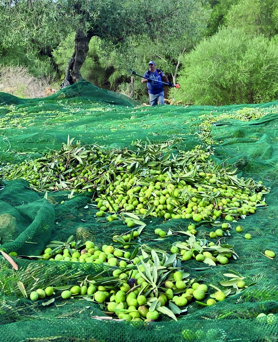 Our Sicilian EVOO